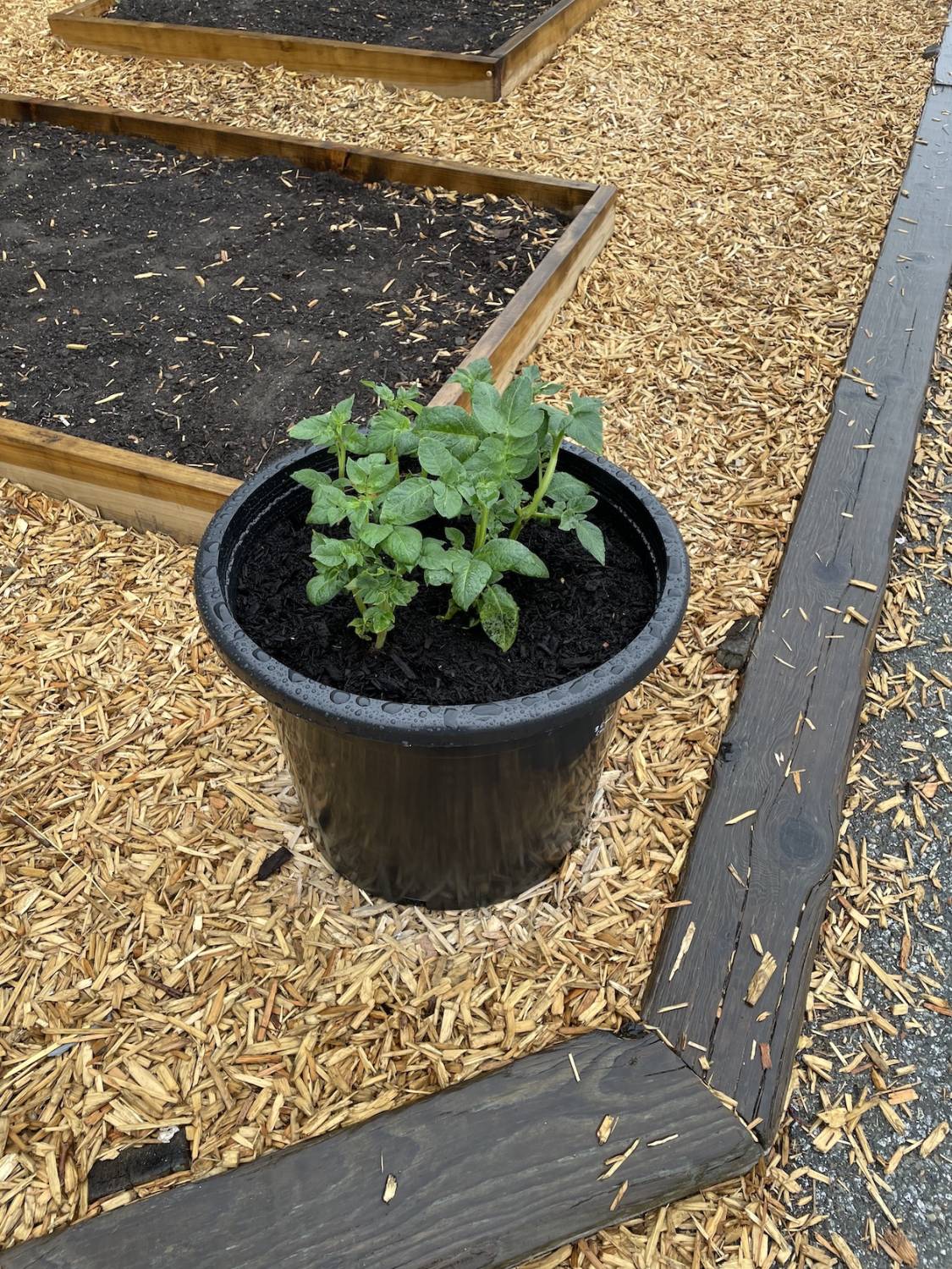 Our School Garden | Quilchena Elementary School Our School Garden | Quilchena Elementary School
