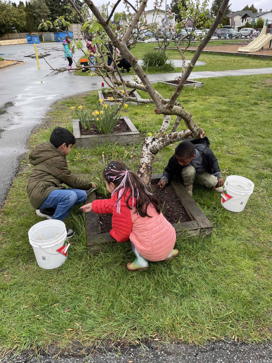 Our School Garden | Quilchena Elementary School Our School Garden | Quilchena Elementary School